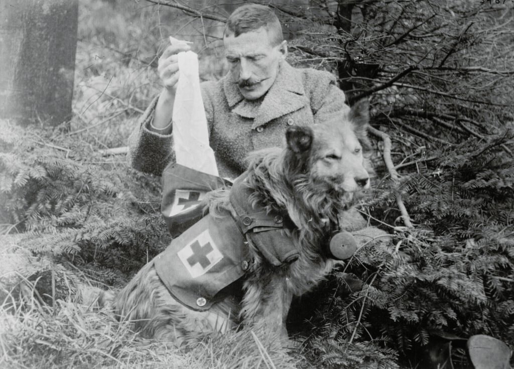 The History of British War Dogs: WWI to Afghanistan – PawTales